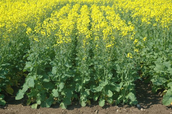 Züchtung | Norddeutsche Pflanzenzucht Hans-Georg Lembke KG