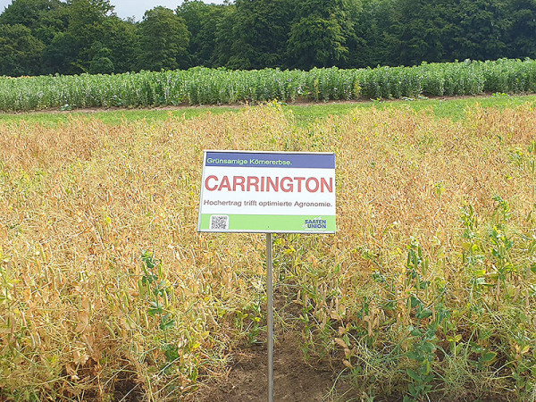 CARRINGTON | Norddeutsche Pflanzenzucht Hans-Georg Lembke KG